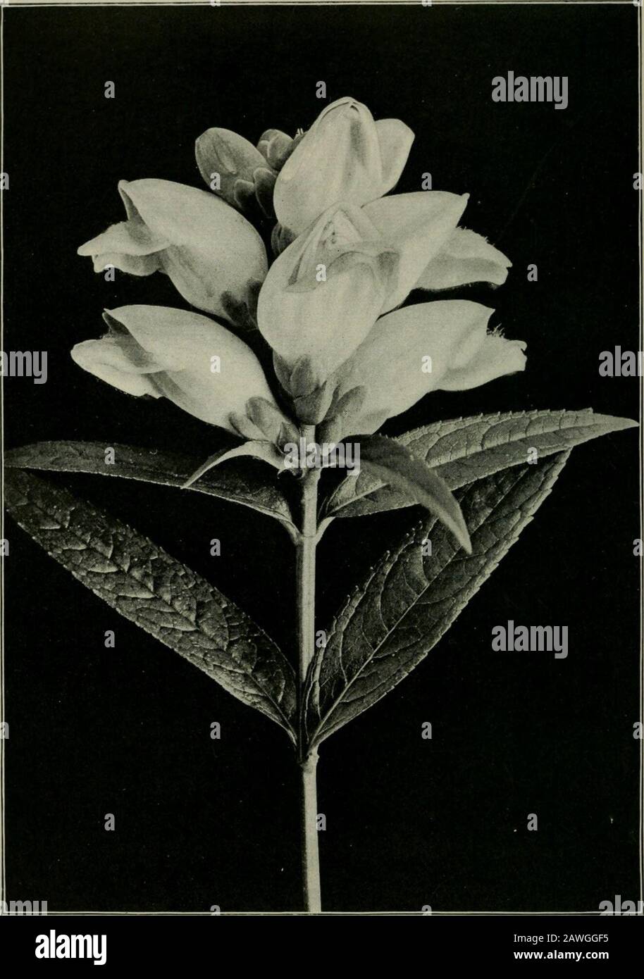 The flower and the bee; plant life and pollination . Fig. 40 ...