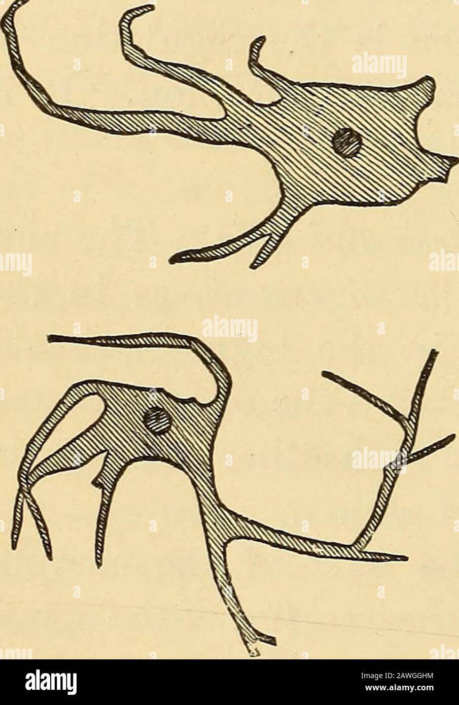 Nerve tissue under microscope hi-res stock photography and images - Alamy