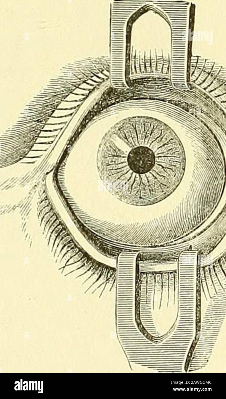 Quain's elements of anatomy . the skin, and that of the organ of taste ...