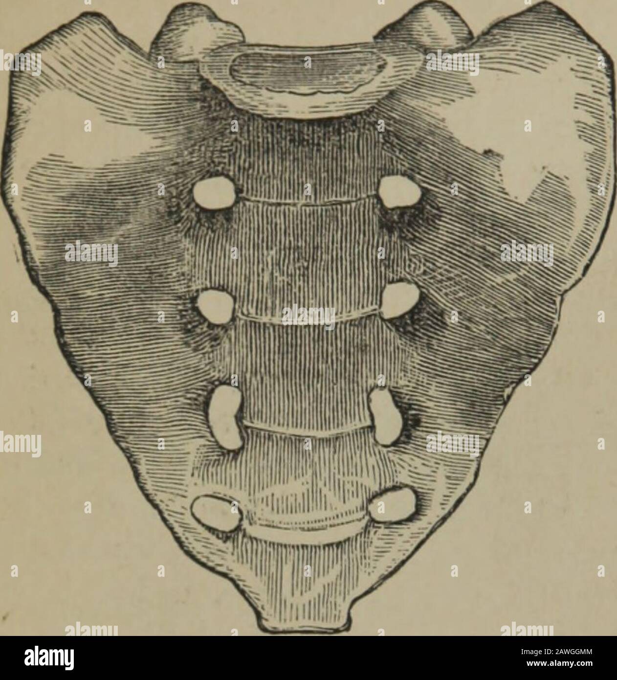Os sacrum hi-res stock photography and images - Alamy