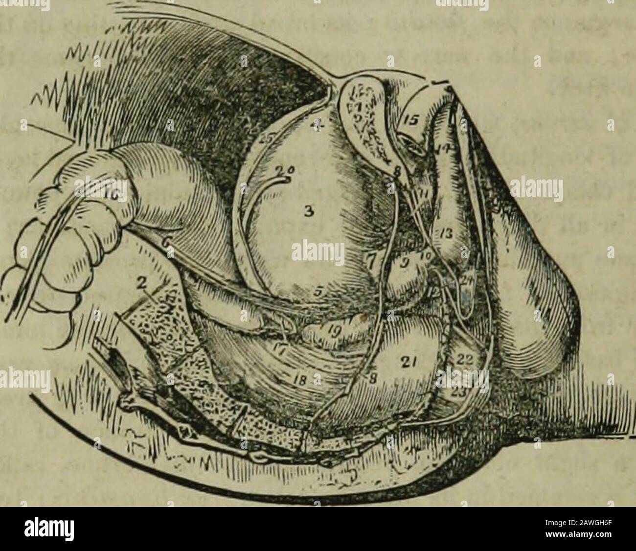 Cowpers gland hi-res stock photography and images - Alamy