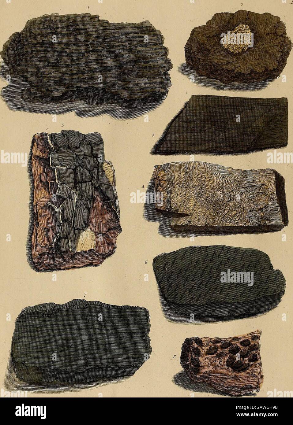 A pictorial atlas of fossil remains, consisting of coloured ...