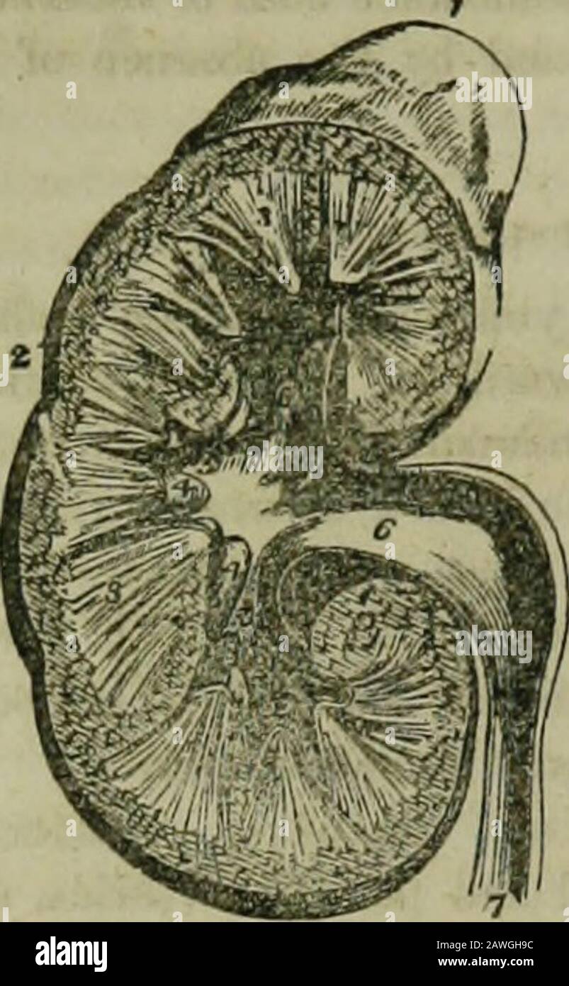 The hydropathic encyclopedia : a system of hydropathy and hygiene in ...