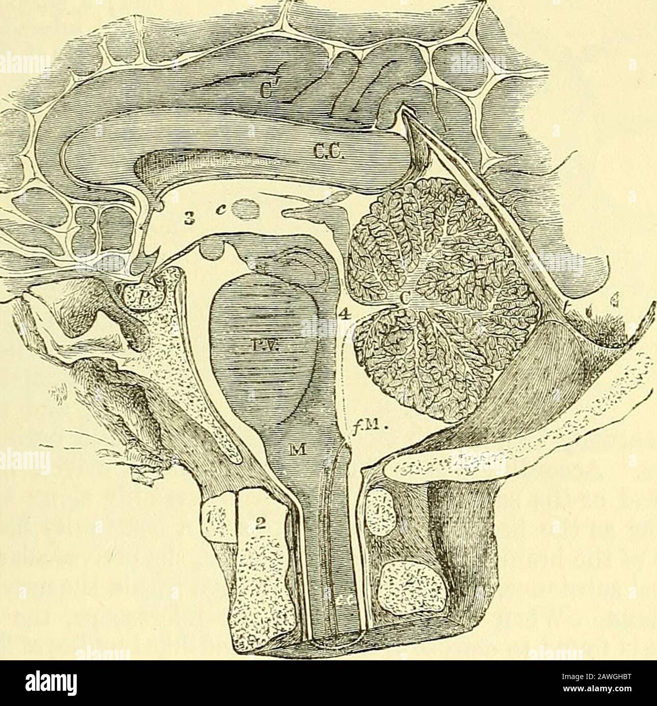 Quain's elements of anatomy . Two other openingsthrough this membrane exist, one on each side ...