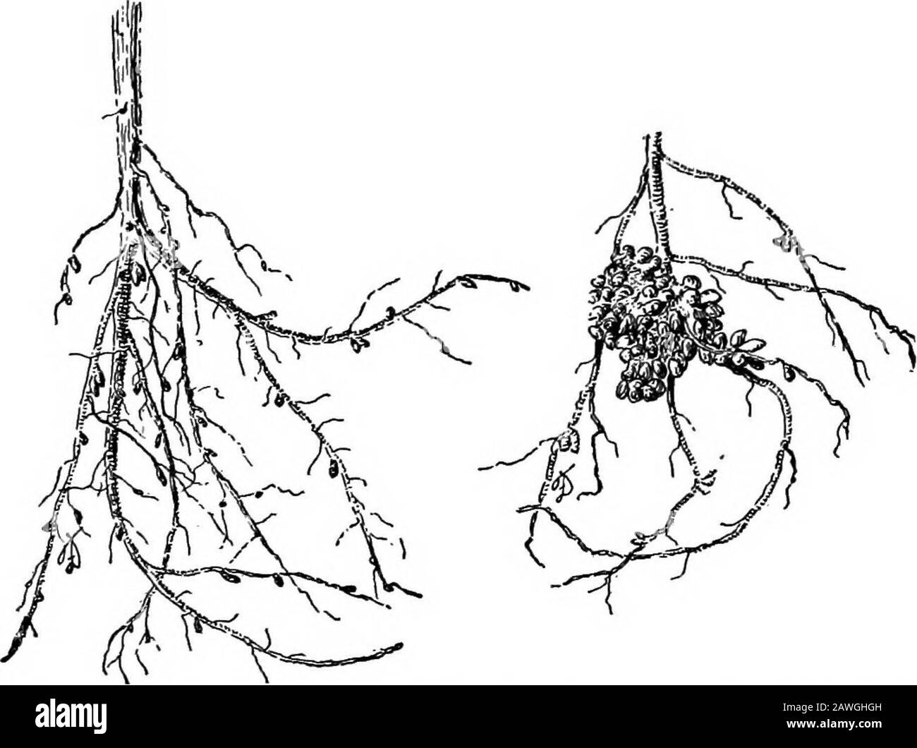Nitrogen nodules Cut Out Stock Images & Pictures - Alamy