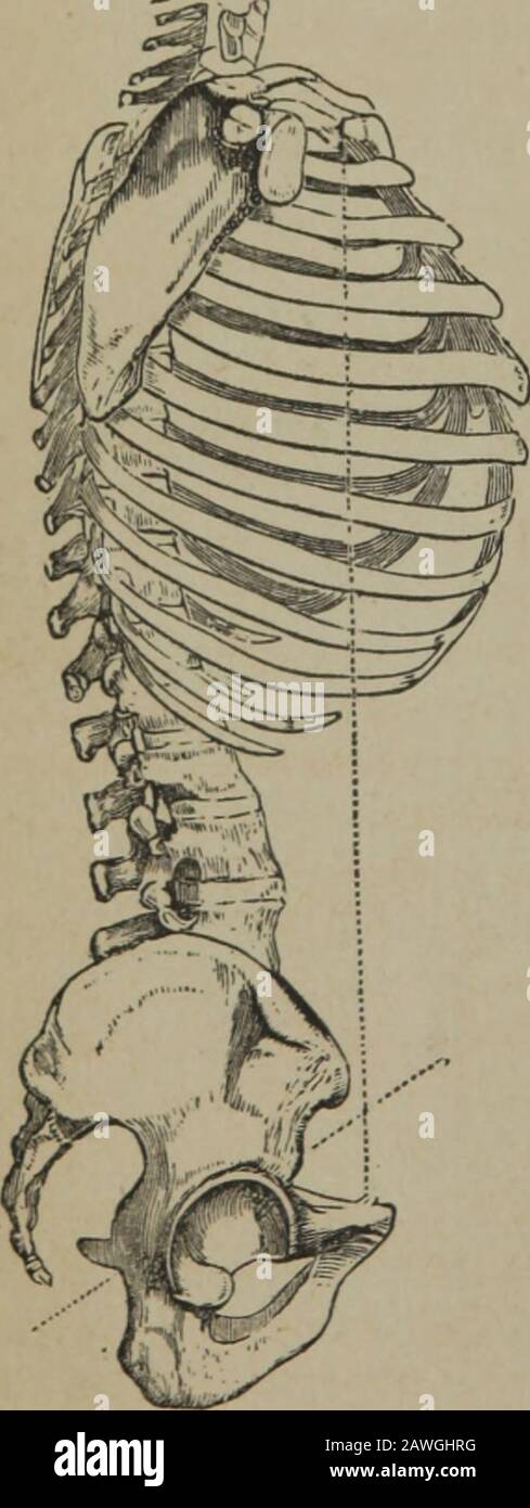 The principles and practice of obstetrics . ual bones of the pelvis,it ...