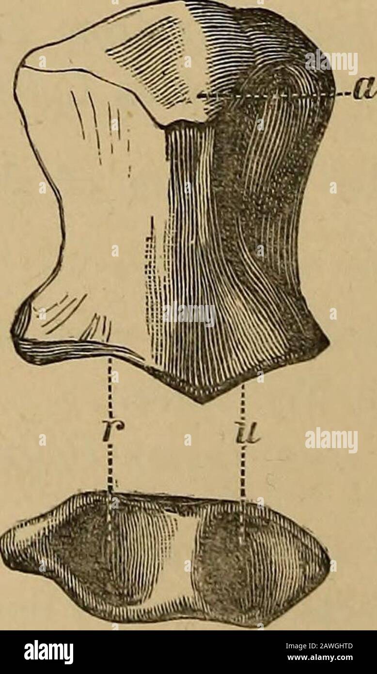 Catalogue of the fossil Reptilia and Amphibia in the British Museum ...