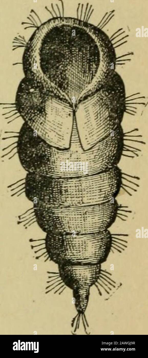 Quince cultureAn illustrated hand-book for the propagation and ...