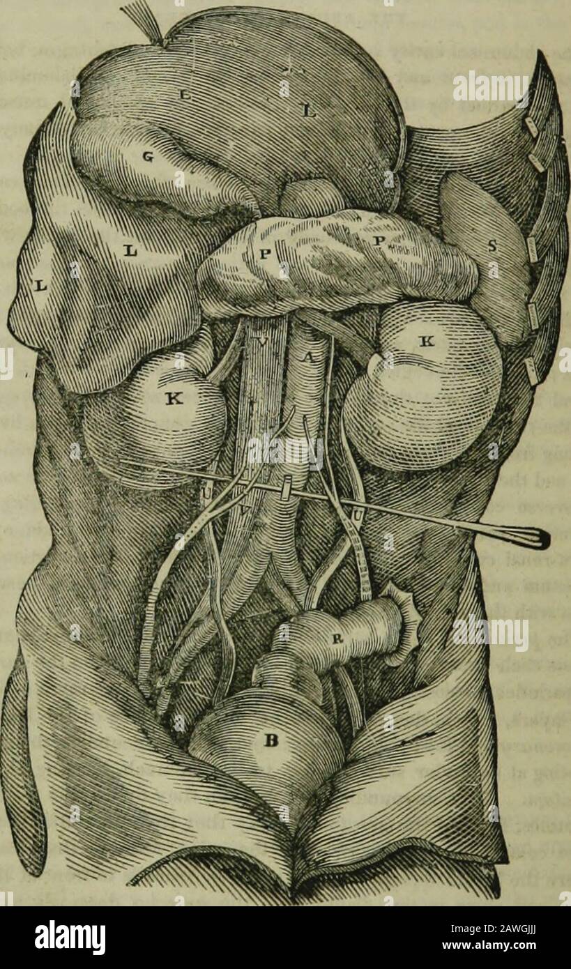 Ligaments of the stomach hi-res stock photography and images - Alamy