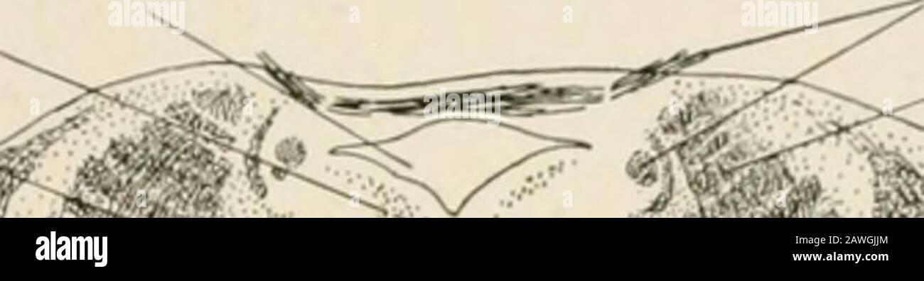 The anatomy of the nervous system, from the standpoint of development ...