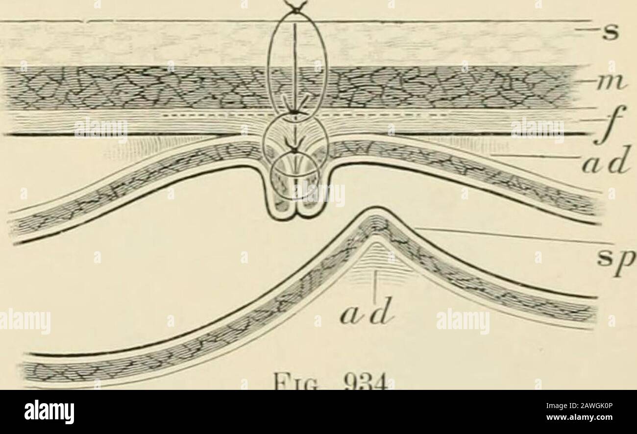 Operative surgery . Fig. 033. Fig. 934. Fig. 933.—Diagrammatic ...