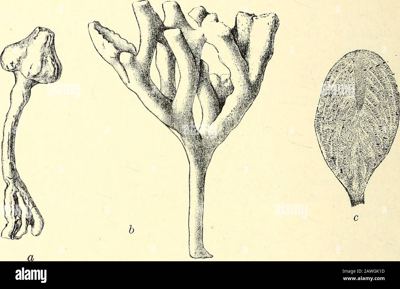 A guide to the fossil invertebrate animals in the Department of geology ...