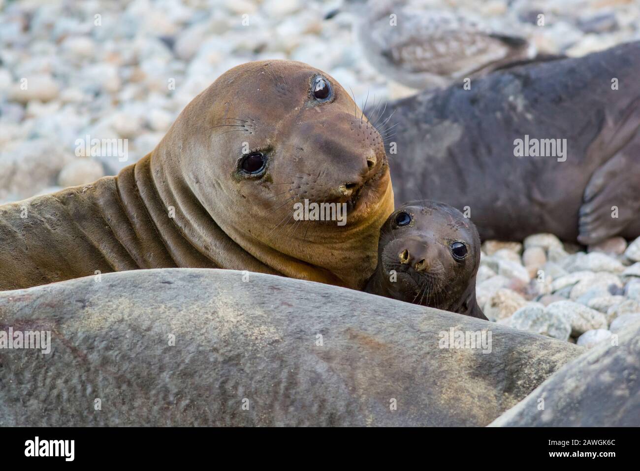 Elephant seal female with pup at Point Reyes National Seashore Stock ...