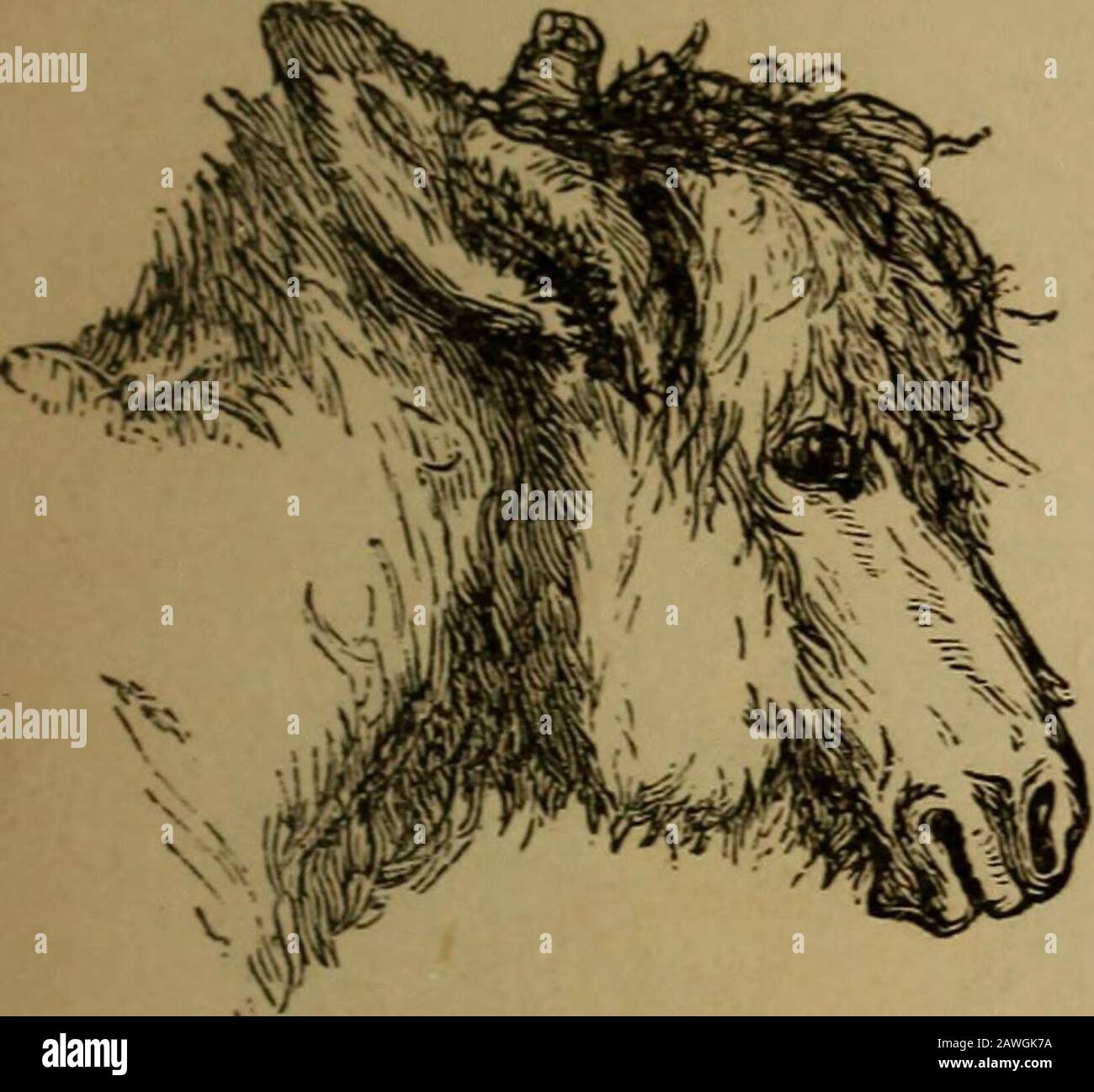 Pertinacious hi-res stock photography and images - Alamy