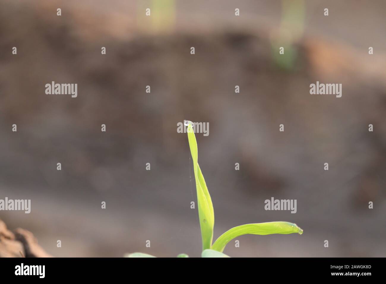 close up of a green corn leaf with morning water drop on corn plant in ...