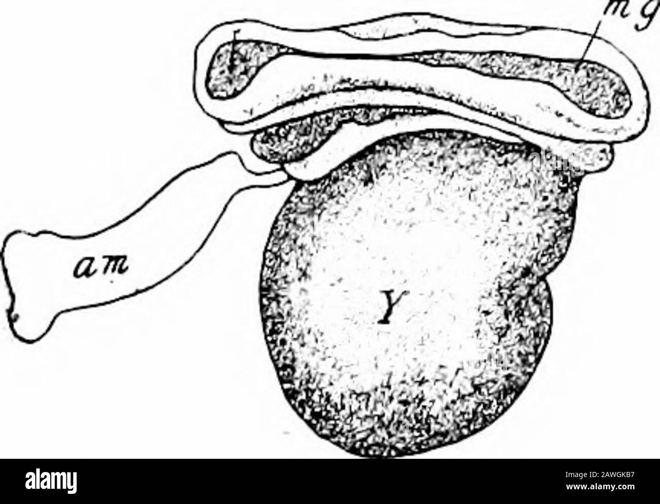 Embryonic sac Black and White Stock Photos & Images - Alamy