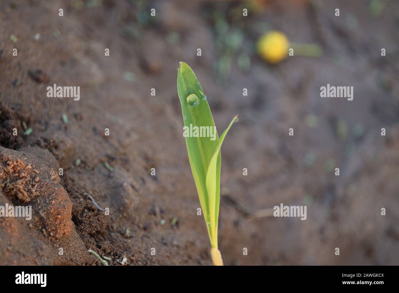 close up of a green corn leaf with morning water drop on corn plant in ...