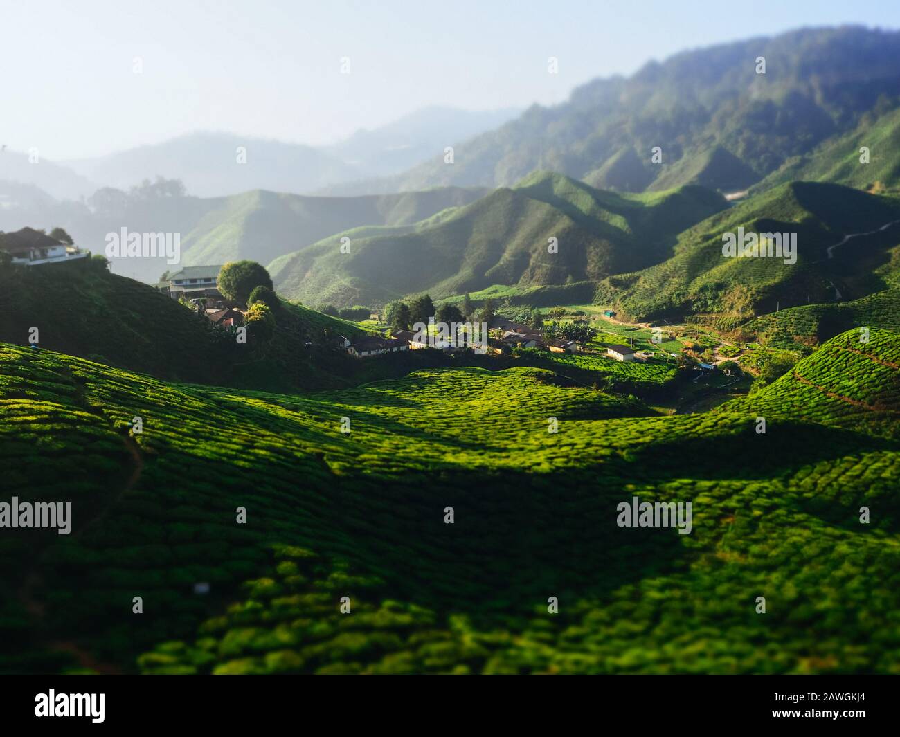 Tea plantation landscape Stock Photo - Alamy