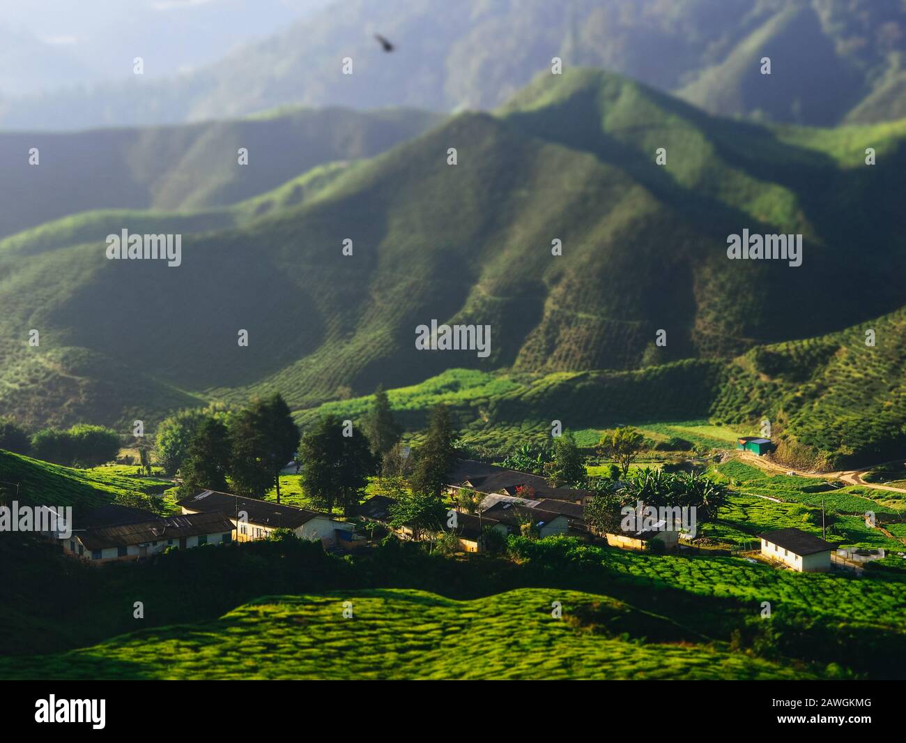 Tea plantation landscape Stock Photo - Alamy