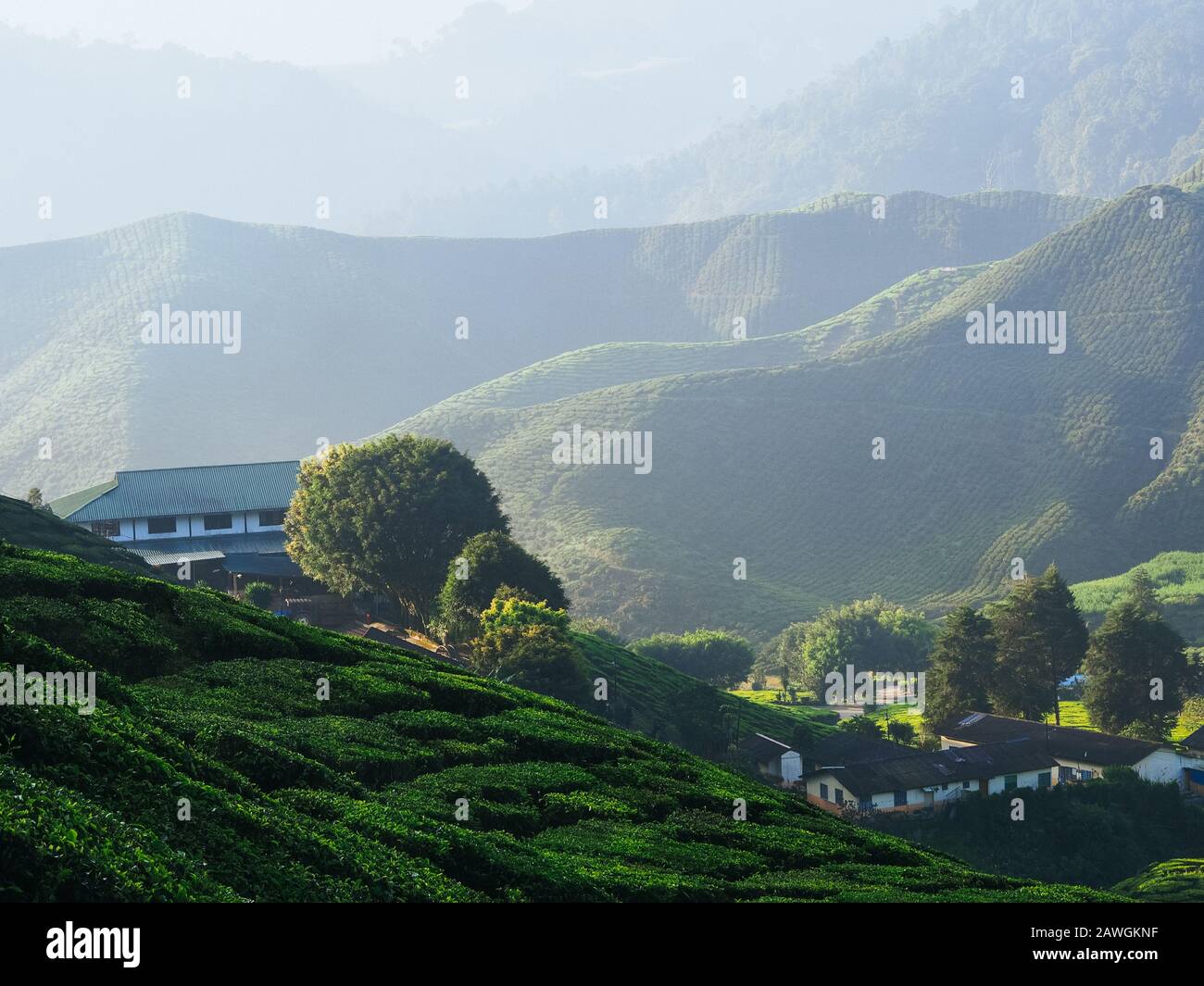 Tea plantation landscape Stock Photo - Alamy