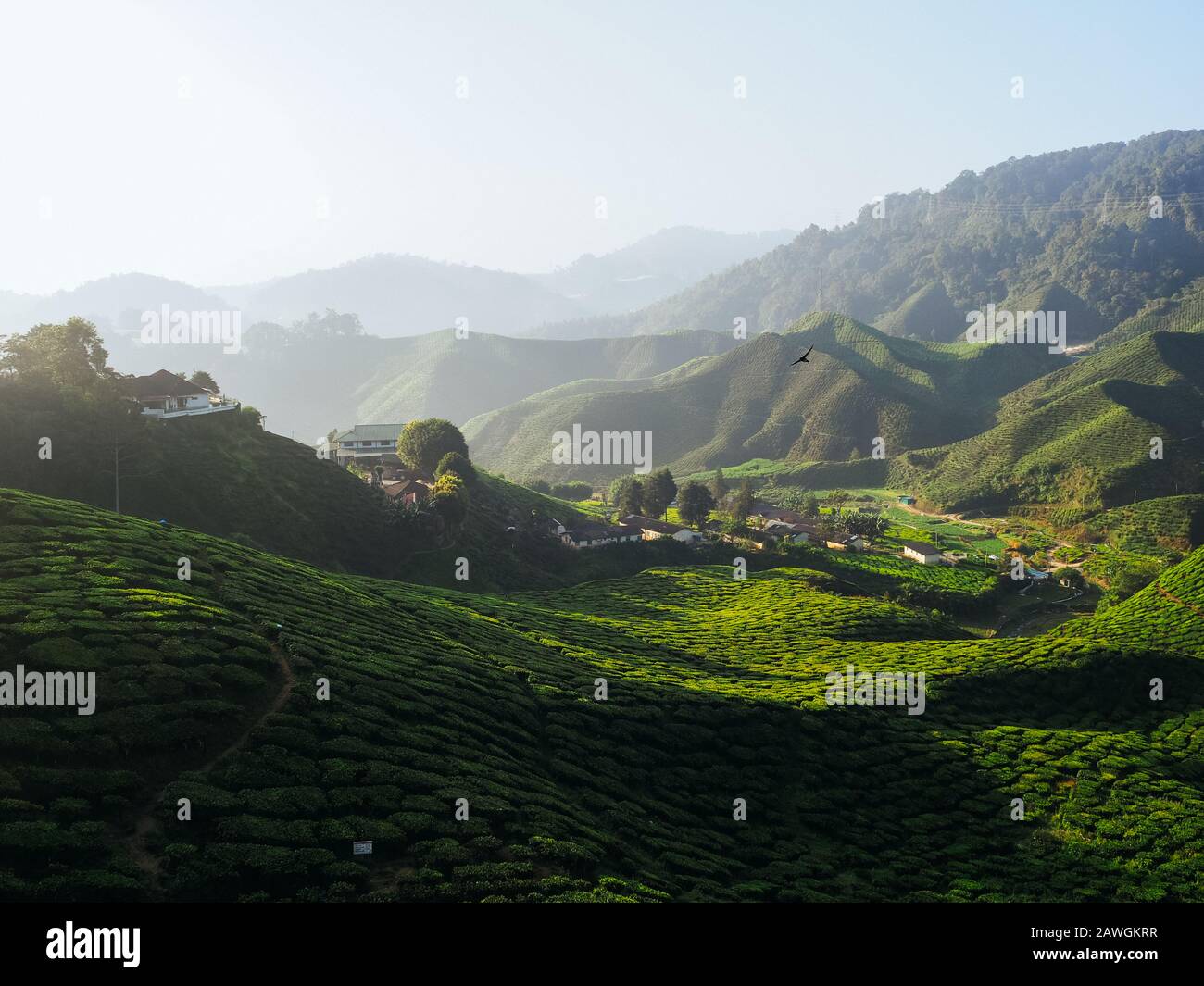 Tea plantation landscape Stock Photo - Alamy