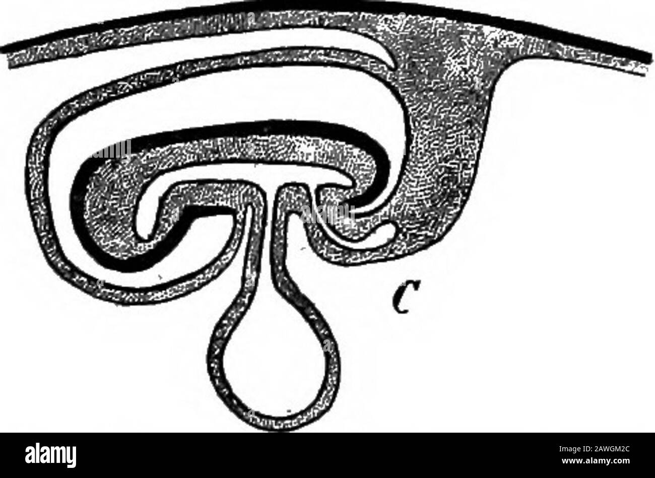 The development of the human body; a manual of human embryology Stock ...