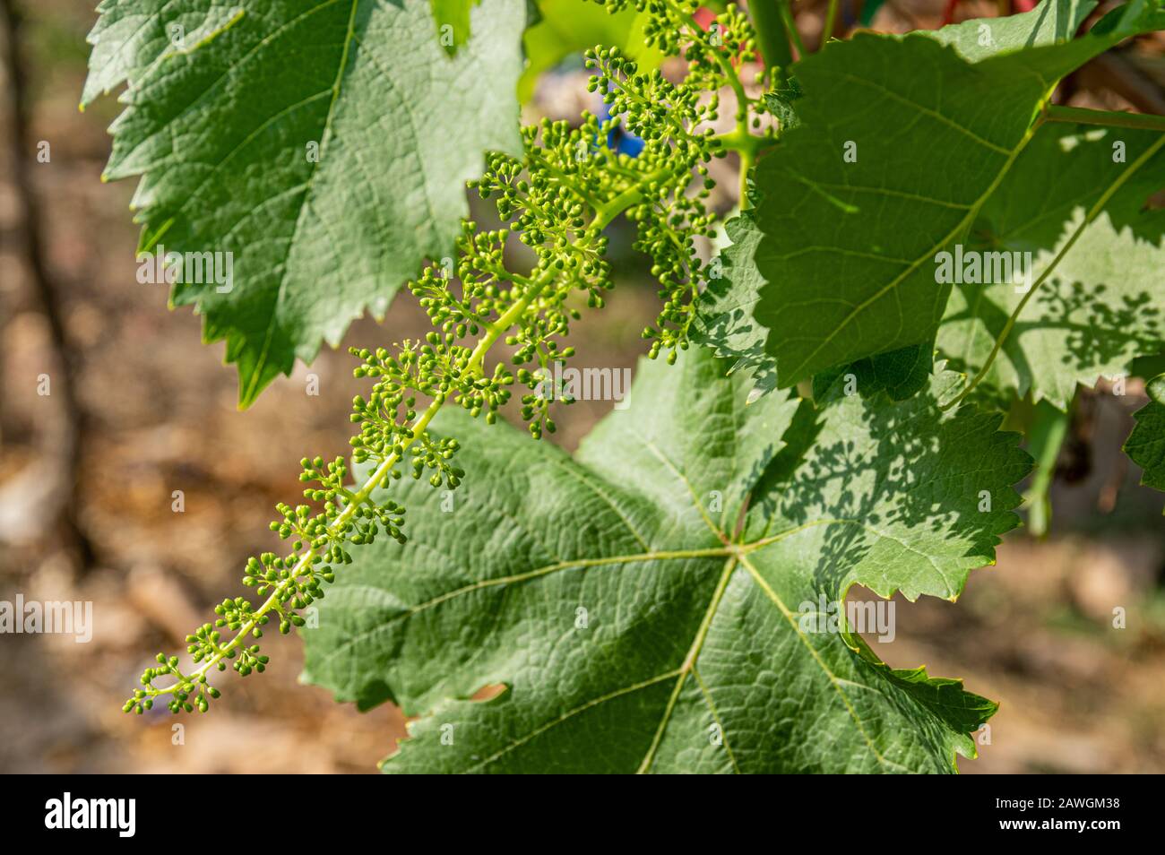Picture of grapes plants in bud stage - closeup Stock Photo - Alamy
