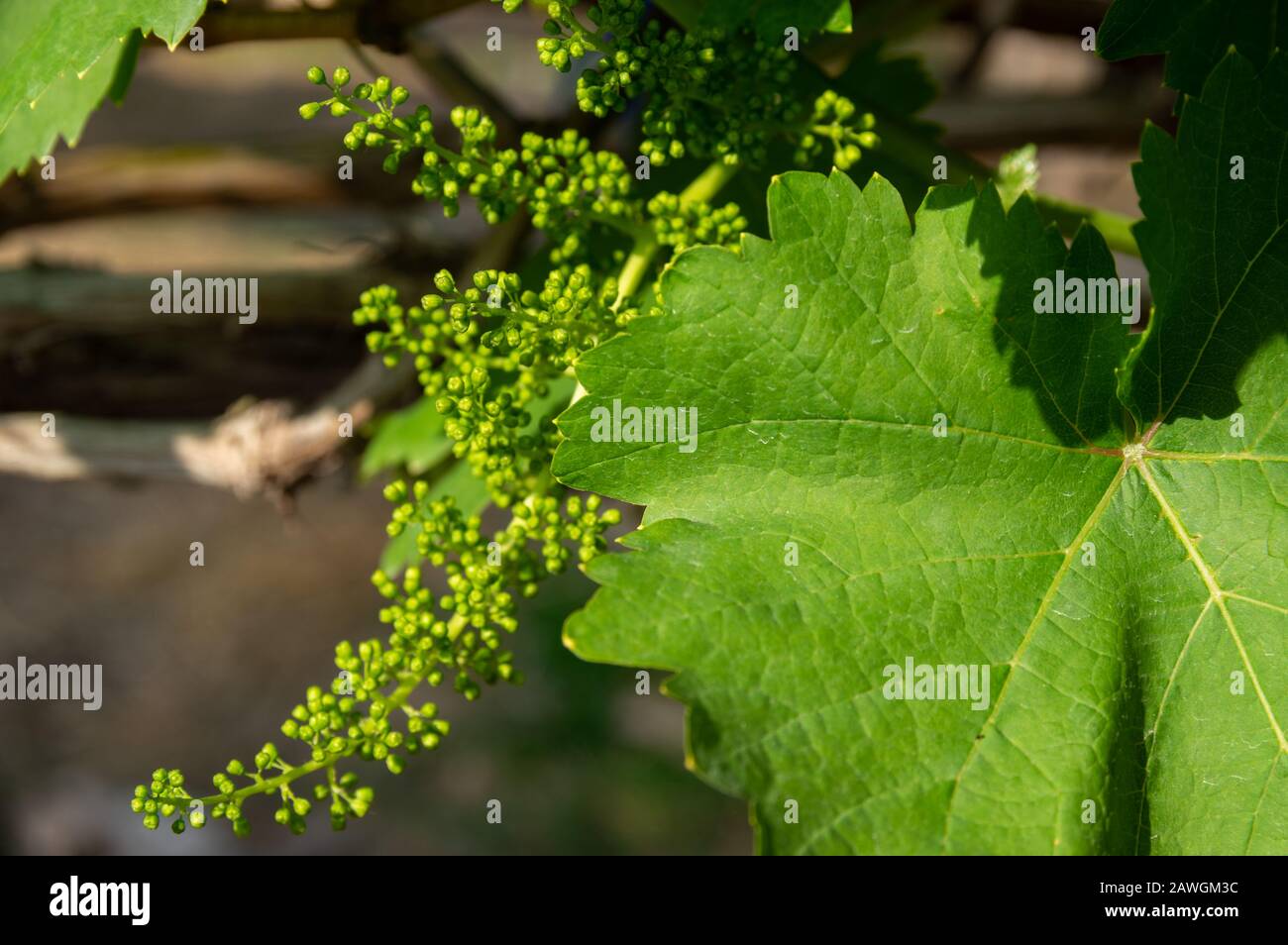 Picture of grapes plants in bud stage - closeup Stock Photo - Alamy