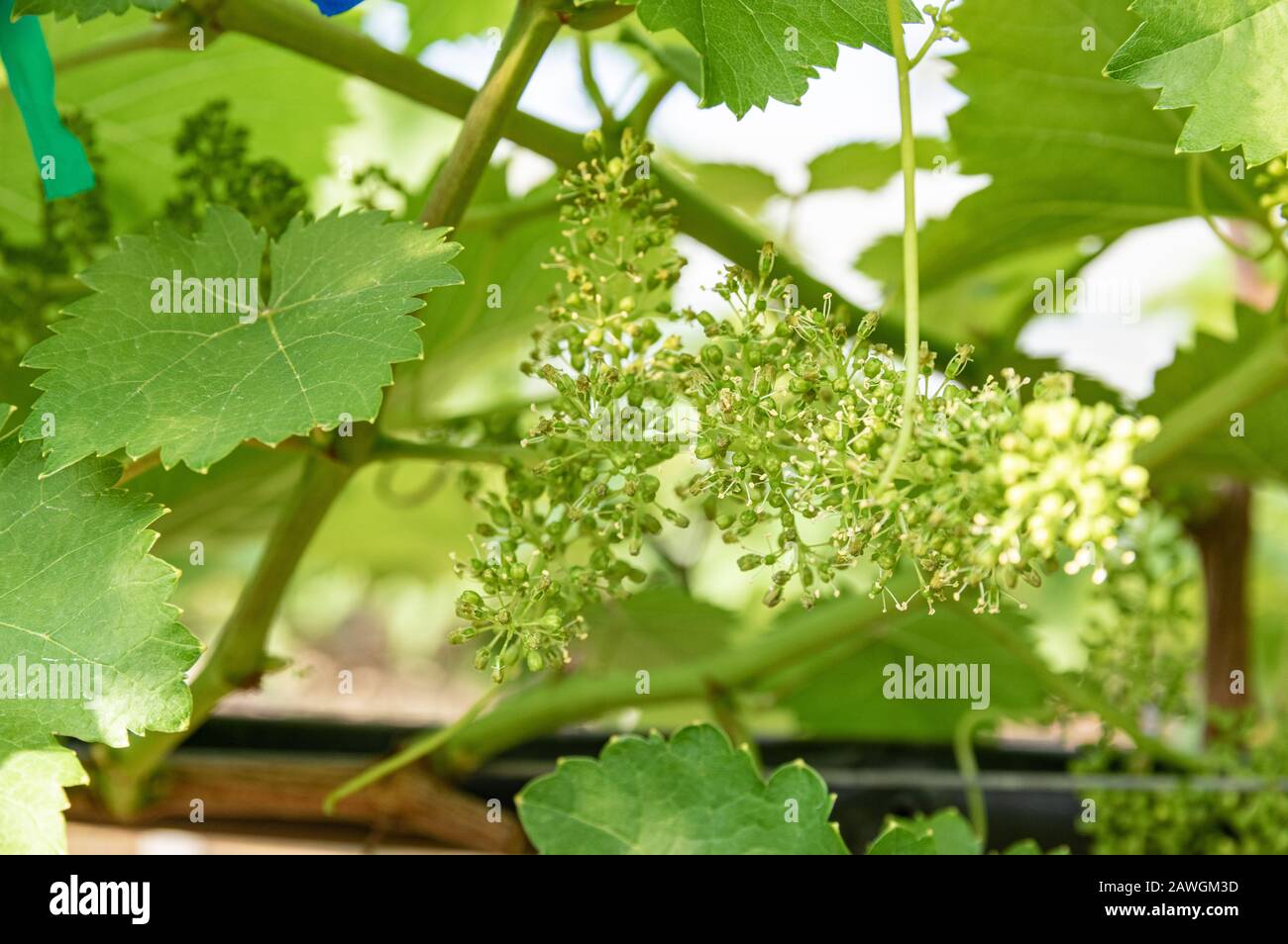 Grape vine flower buds in hi-res stock photography and images - Alamy