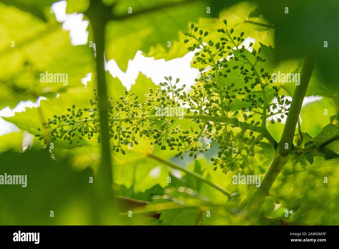 Grape vine flower buds in hi-res stock photography and images - Alamy
