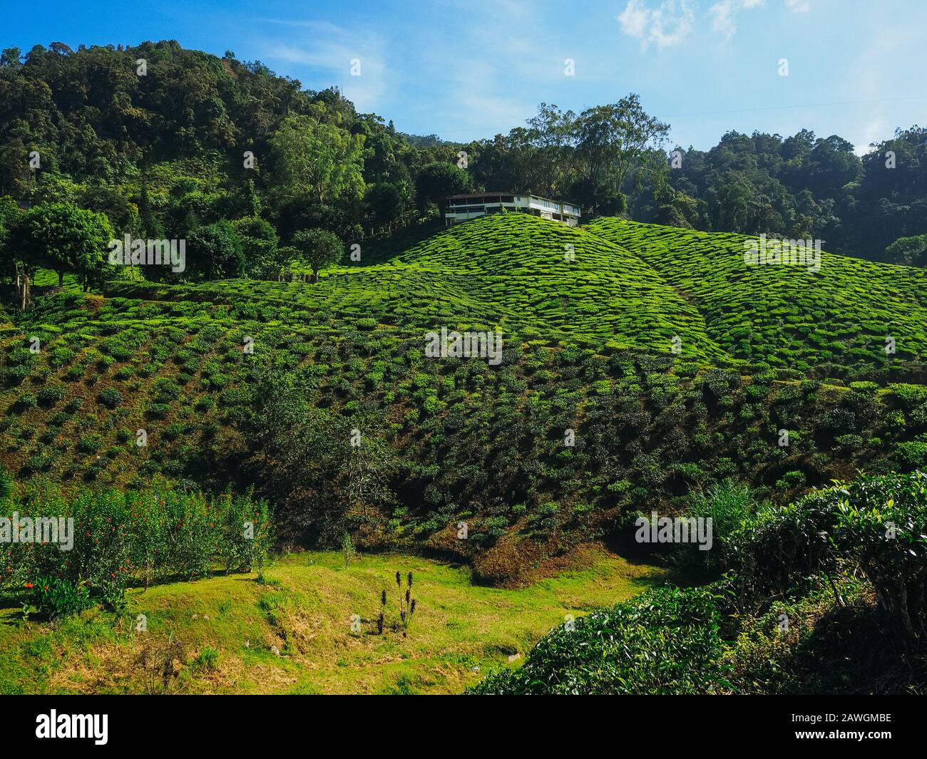 Tea plantation landscape Stock Photo - Alamy