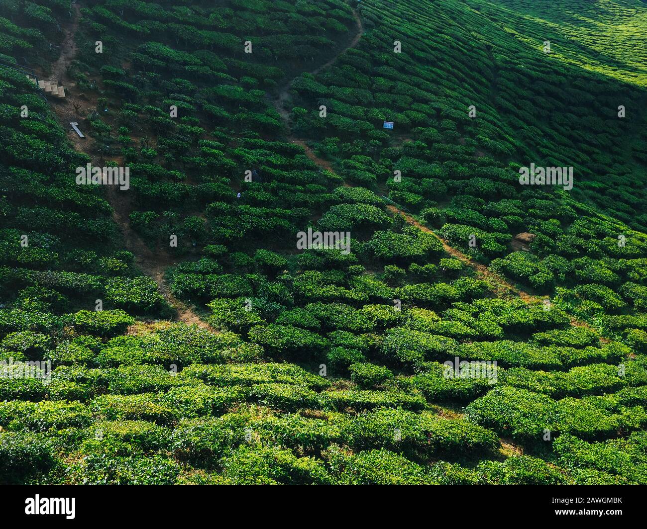 Tea plantation landscape Stock Photo - Alamy