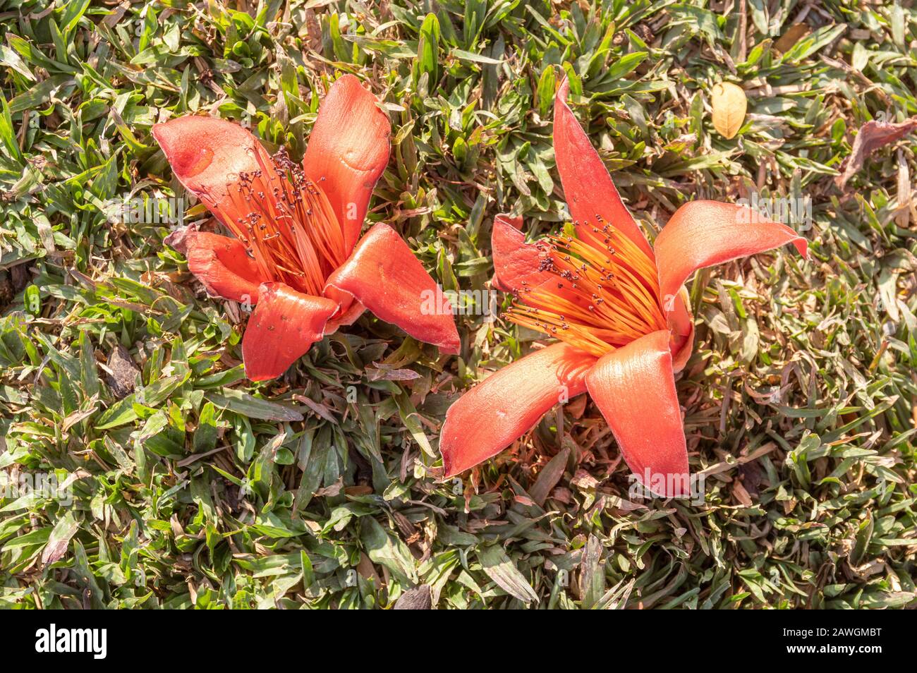 Cotton tree bombax ceiba hi-res stock photography and images - Alamy