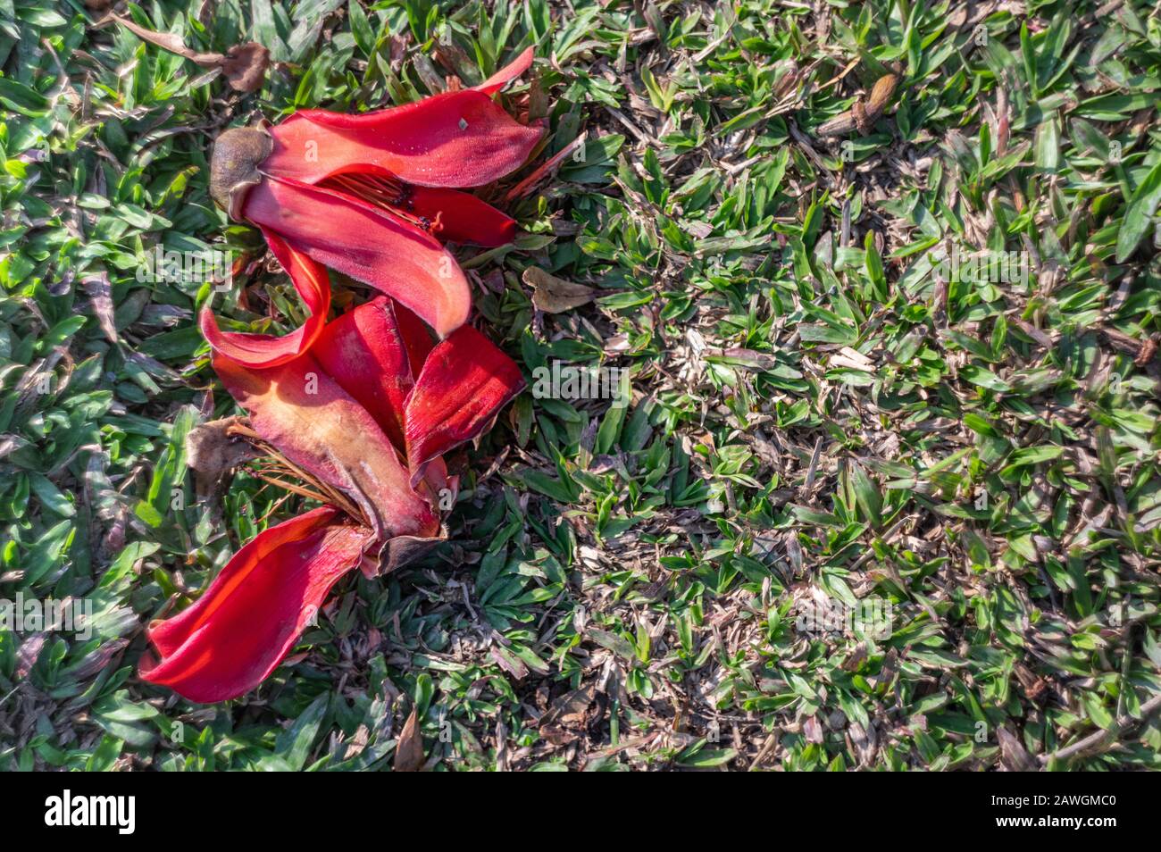 Bombax ceiba tree hi-res stock photography and images - Alamy