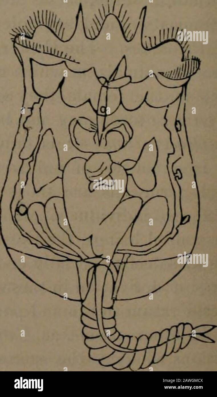 Volvox under a microscope hi-res stock photography and images - Alamy