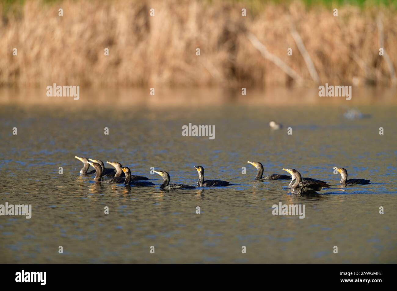 Sandy wool lake hi-res stock photography and images - Alamy