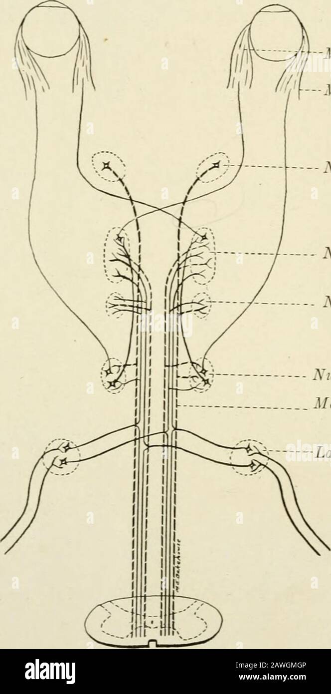The anatomy of the nervous system, from the standpoint of development ...