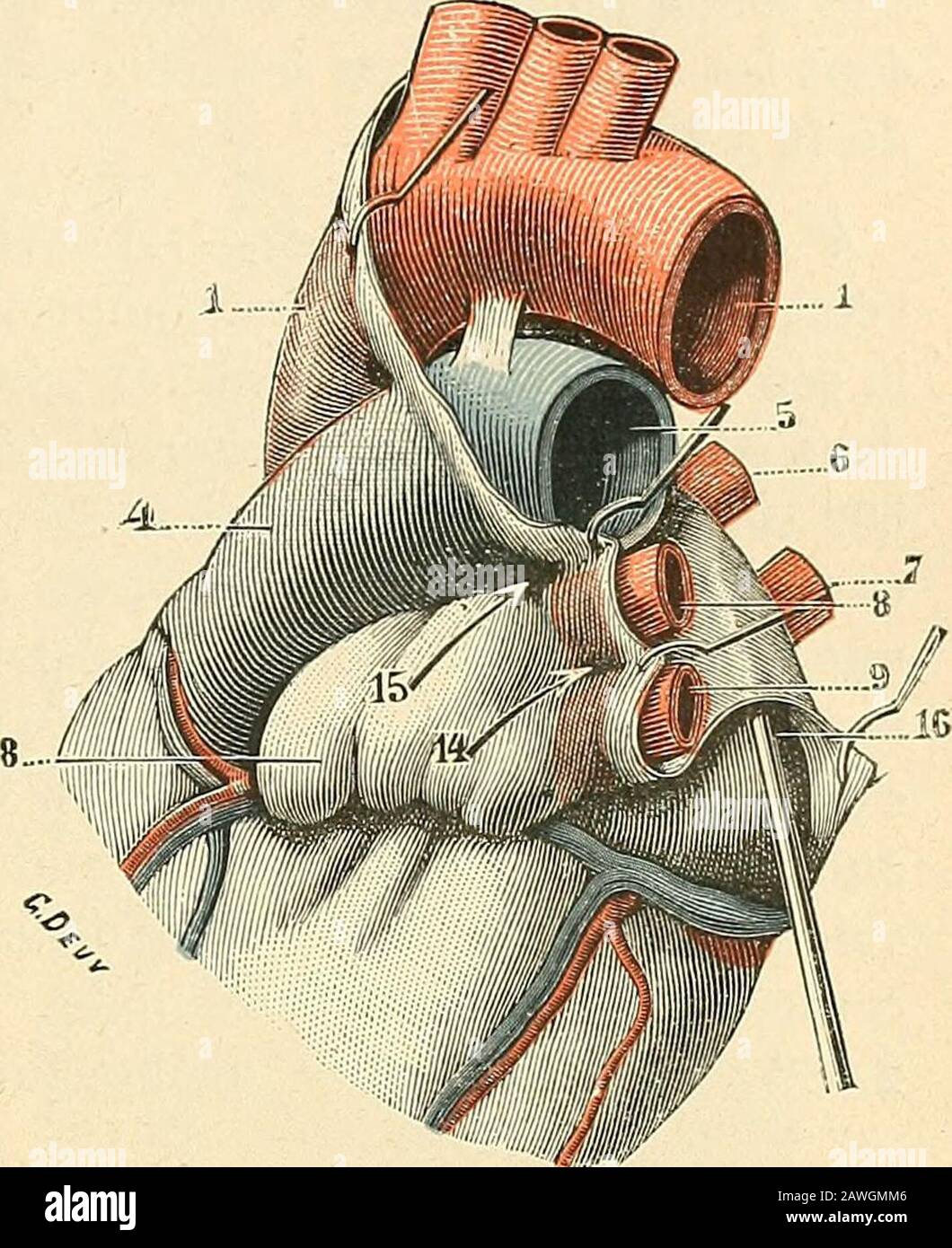 Traité d'anatomie humaine . Fig. 62. La ligne de réflexion du péricarde ...