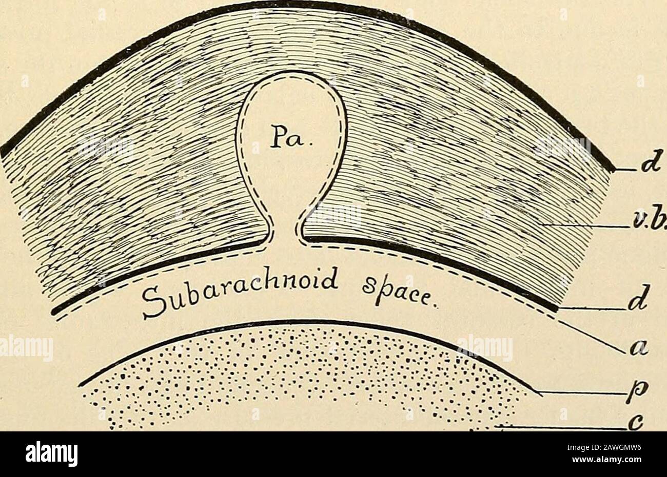 Arachnoidal hi-res stock photography and images - Alamy