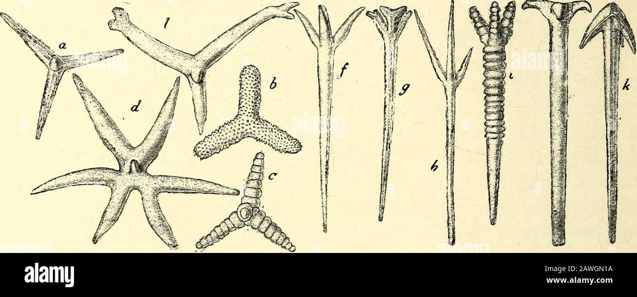 Elongated spicule shapes hi-res stock photography and images - Alamy