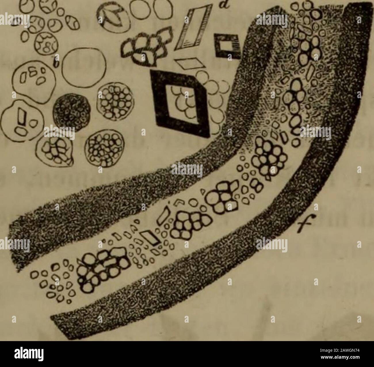 Körper organe hi-res stock photography and images - Alamy