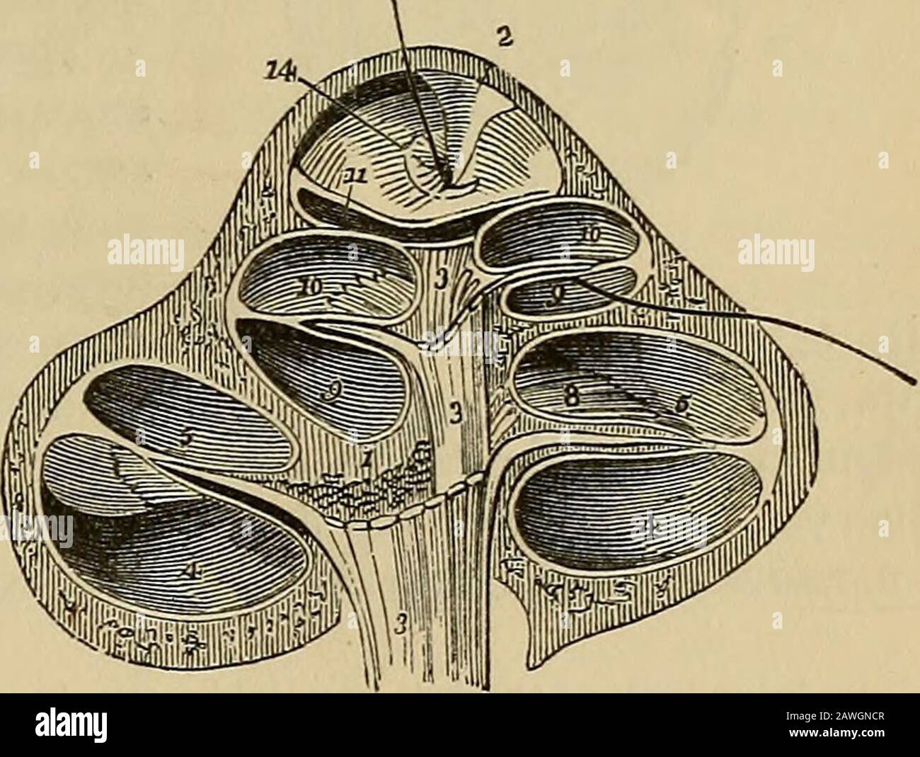 The anatomist's vade mecum : a system of human anatomy . ni of thefirst ...