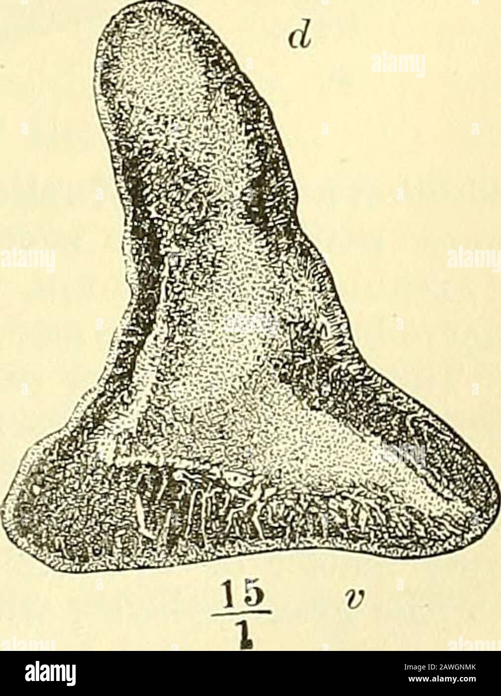 Dorsal ridge hi-res stock photography and images - Alamy