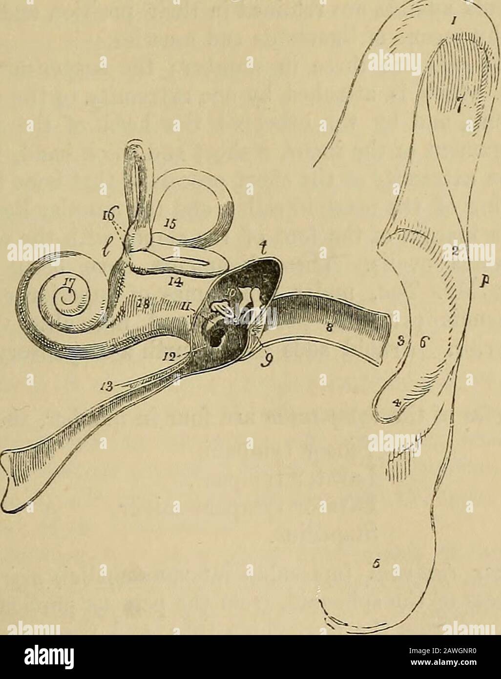 Anvil bone hi-res stock photography and images - Alamy