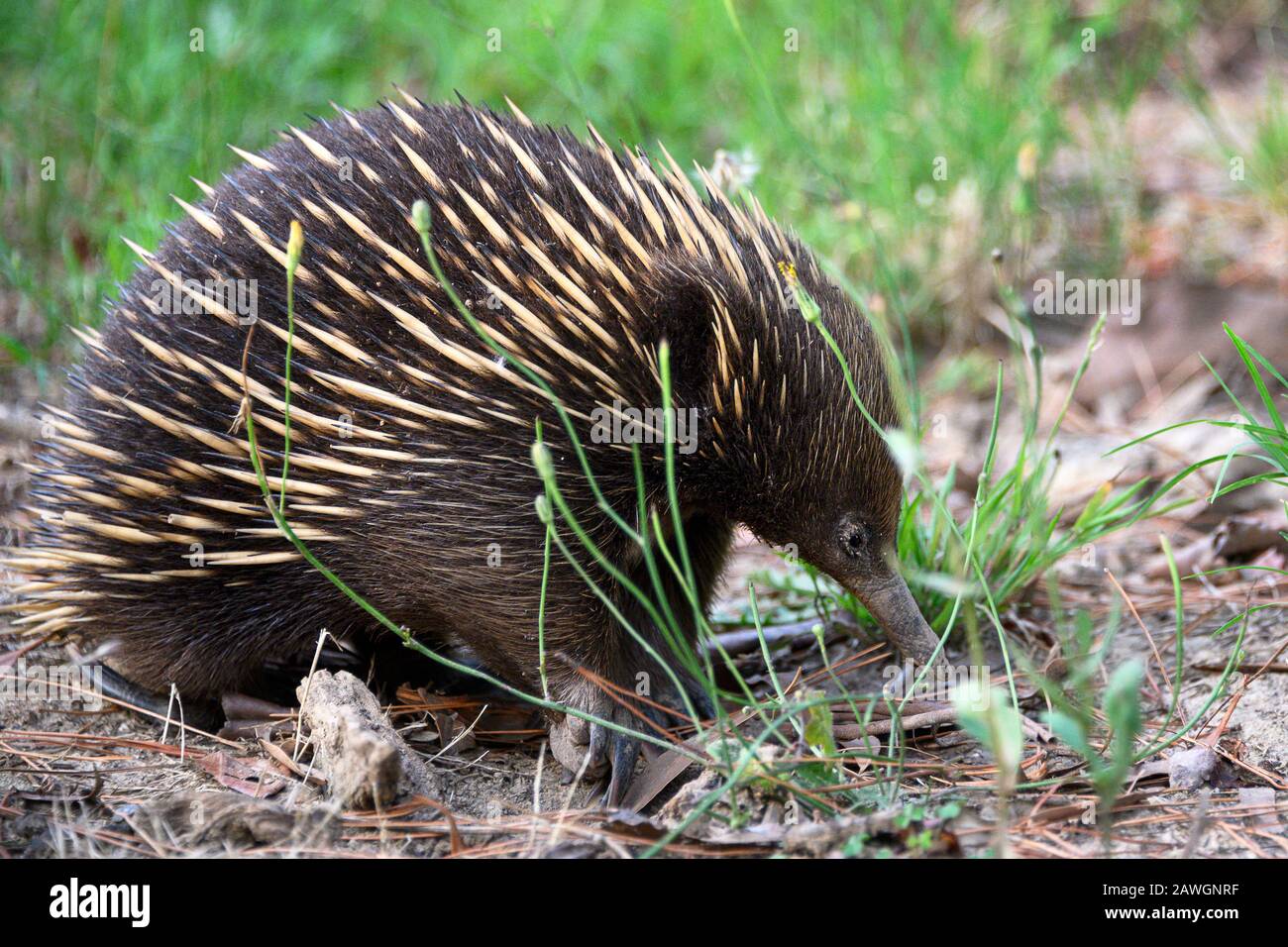 Echidna ant eater spiny australian mammal spiky spines native animals ...