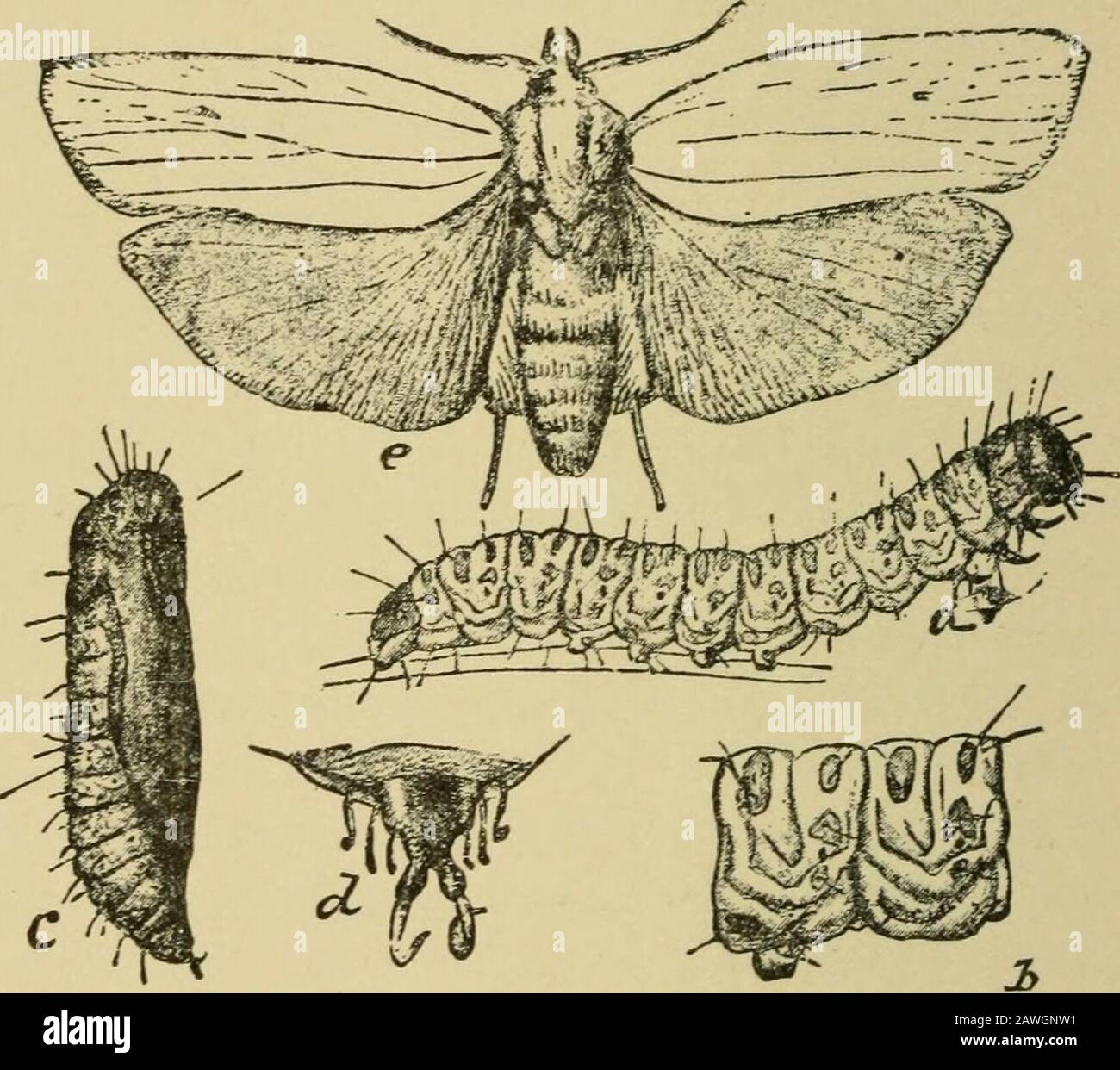 Quince cultureAn illustrated hand-book for the propagation and ...