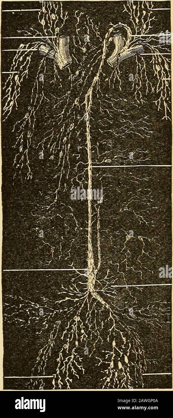 Anatomy, physiology and hygiene . T the lymphatics from the Lym r rij ...