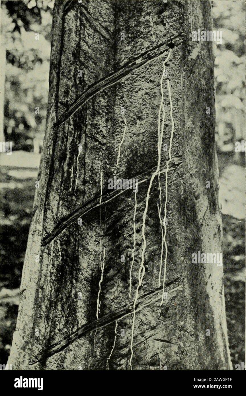Stem boring tree hi-res stock photography and images - Alamy