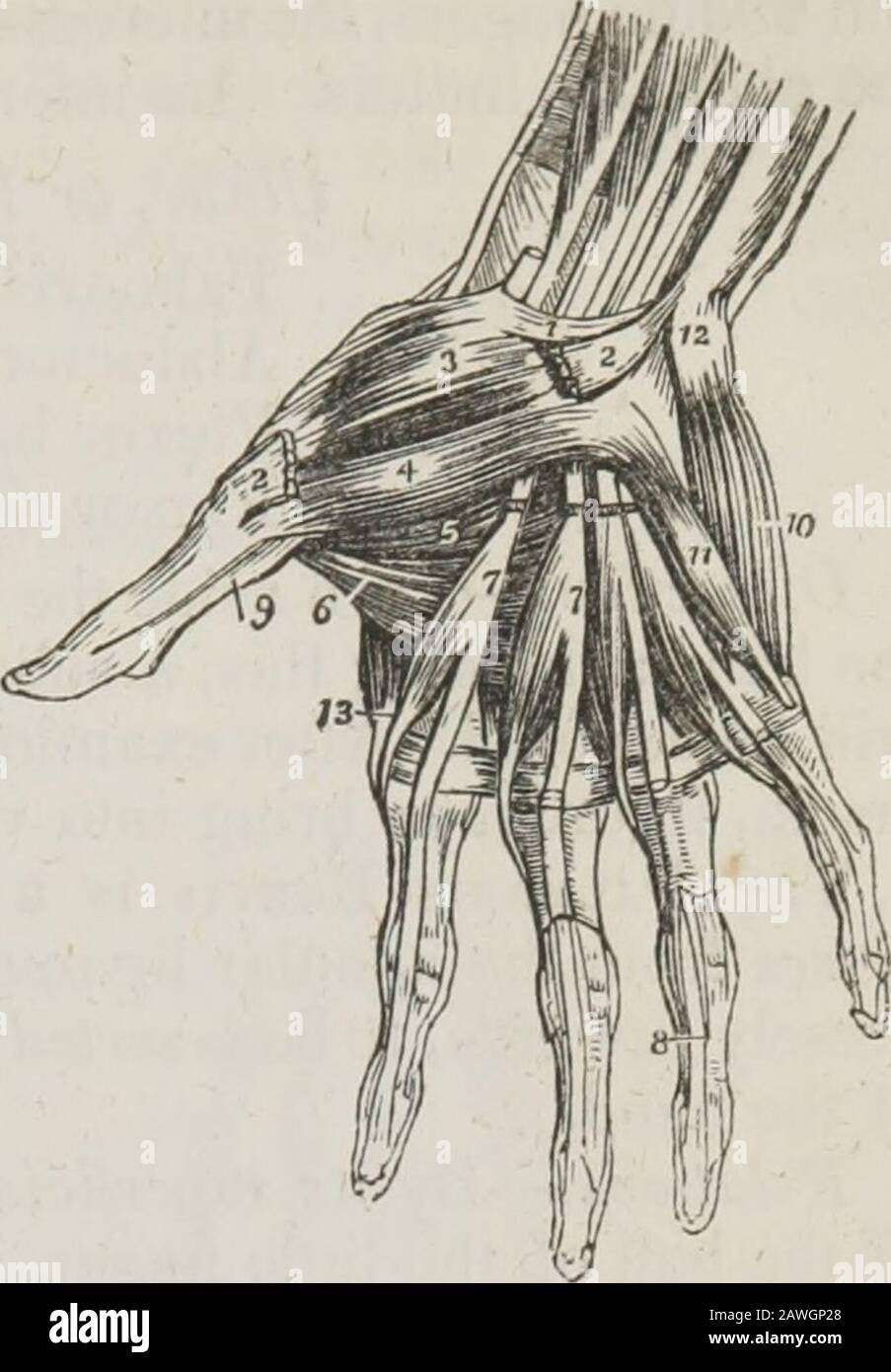 A system of human anatomy, general and special . alance the actions of ...