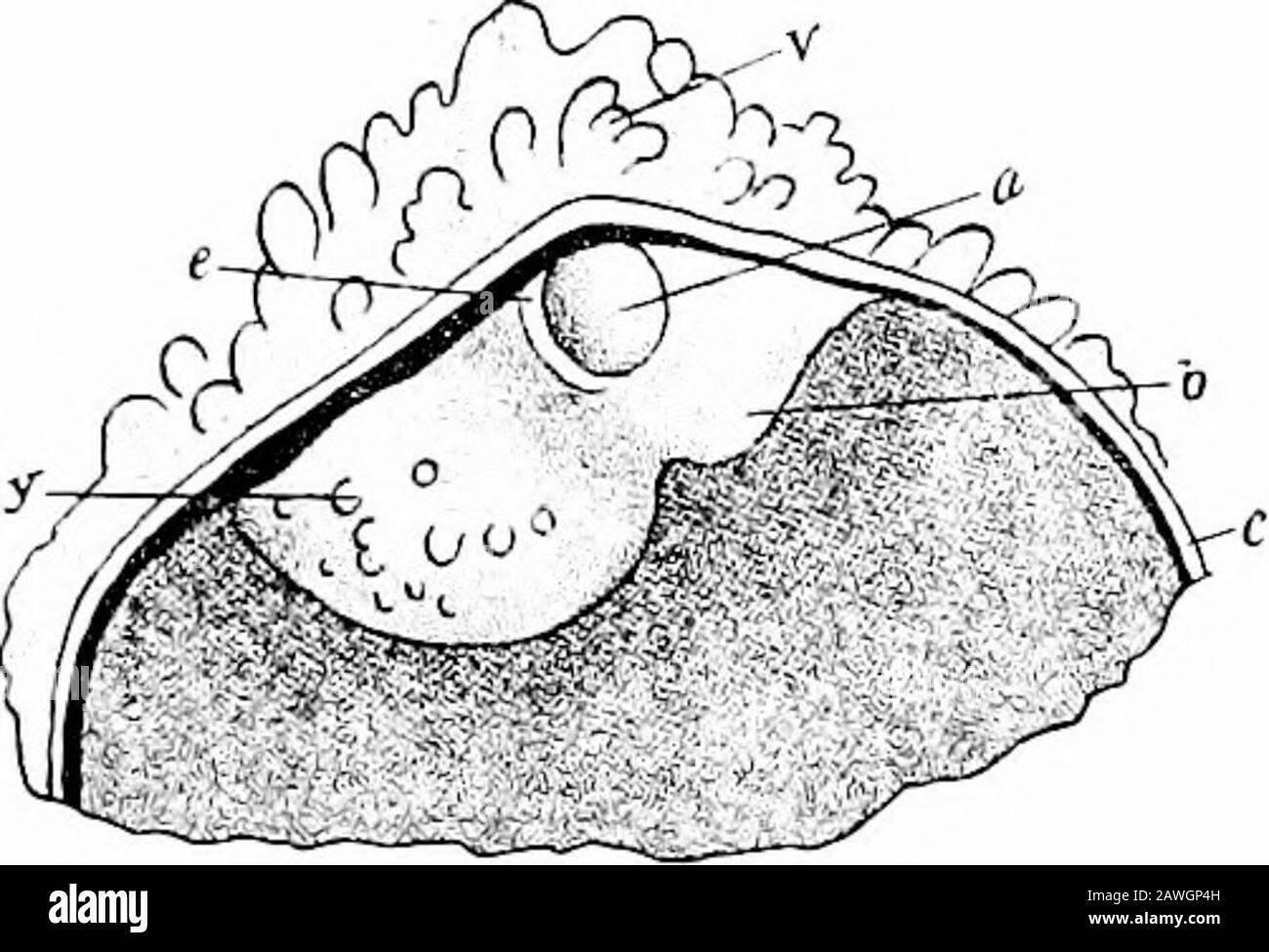 Mesoderm layer hi-res stock photography and images - Alamy